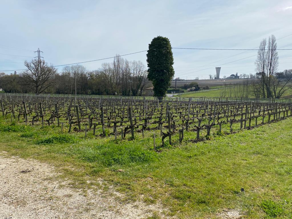 Domaine de Grandmaison : découvrez ce beau Pessac Leognan familial