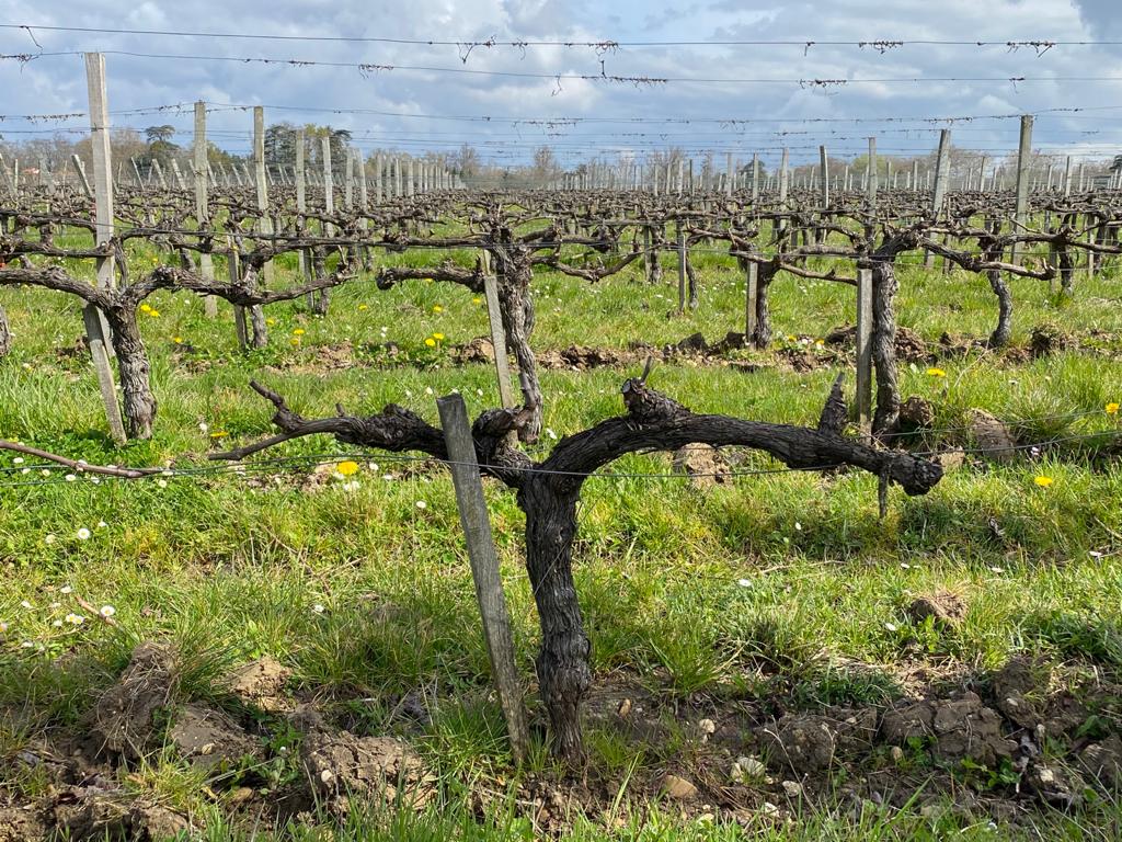 Domaine de Grandmaison : découvrez ce beau Pessac Leognan familial