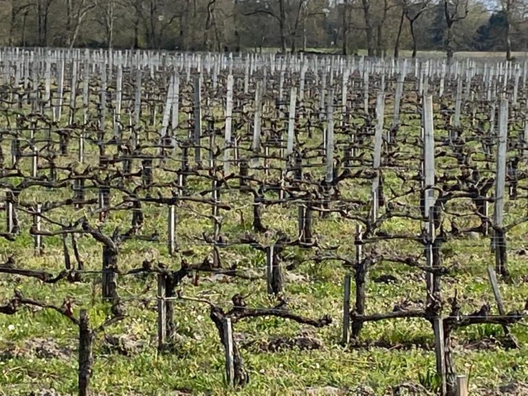 Domaine de Grandmaison : découvrez ce beau Pessac Leognan familial