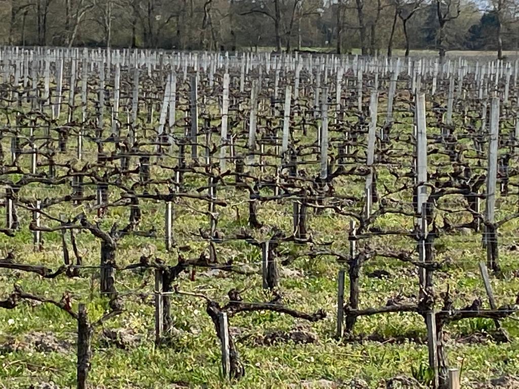 Domaine de Grandmaison : découvrez ce beau Pessac Leognan familial