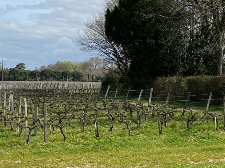 Domaine de Grandmaison : découvrez ce beau Pessac Leognan familial