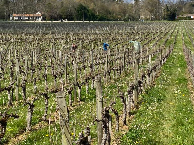 Domaine de Grandmaison : découvrez ce beau Pessac Leognan familial