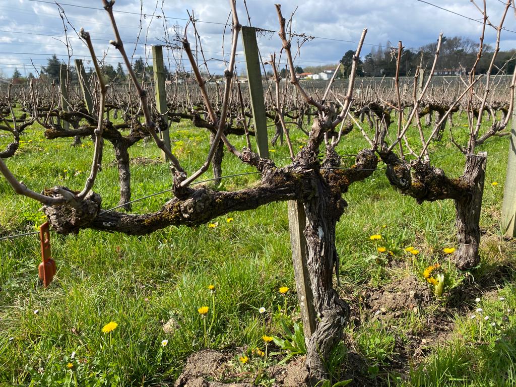 Domaine de Grandmaison : découvrez ce beau Pessac Leognan familial